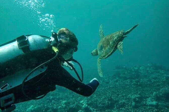 2 Tank Shore Dive at Sea Turtle Cove - Who Will Love This Tour?