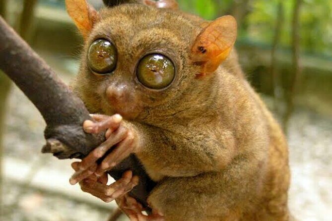 2025 Tarsier, Waterfalls & Chocolate Hills Tour - Second Stop: The Chocolate Hills in Carmen