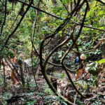 2D1N Discover the Wonders of Cat Ba National Park and Lan Ha Bay - An In-Depth Look at the 2D1N Tour in Vietnam’s Coastal Paradise