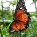 2Days 1Night Cameron Highland and Penang Island Private Tour from Kuala Lumpur - An In-Depth Look at the Tour Experience