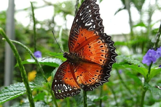 2Days 1Night Cameron Highland and Penang Island Private Tour from Kuala Lumpur - An In-Depth Look at the Tour Experience