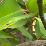 2h Bentota River Safari: Crocodiles, Monkeys, Mangrove & more - Who Should Consider This Tour?