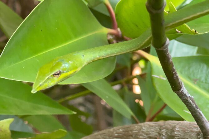 2h Bentota River Safari: Crocodiles, Monkeys, Mangrove & more - Who Should Consider This Tour?