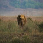 2N Jim Corbett National Park (Dhikala Zone) - Who Will Love This Tour?