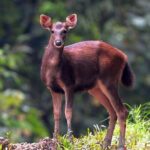 3-Day Adventure in Tabin Wildlife Reserve - Day 1: From Arrival to Mud Volcano Mysteries