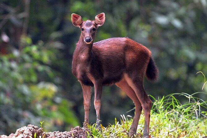 3-Day Adventure in Tabin Wildlife Reserve - Day 1: From Arrival to Mud Volcano Mysteries