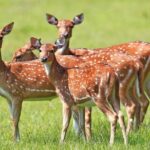 3-Day All Inclusive Luxury Mobile Camping in Wasgamuwa National Park - FAQ