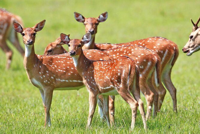 3-Day All Inclusive Luxury Mobile Camping in Wasgamuwa National Park - FAQ