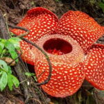 3 Day Phuket to Khao Sok National Park Tour Package - Day Three: Wildlife and Cave Explorations