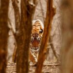 3-Day Private Ranthambhore Tiger Tour Including Delhi, Agra, Jaipur - Authentic Experiences & Hidden Gems