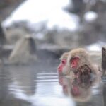 3-Day Private Tokyo and Nagano: Snow Monkeys, Tsukiji Market and Bullet Train - Practical Considerations