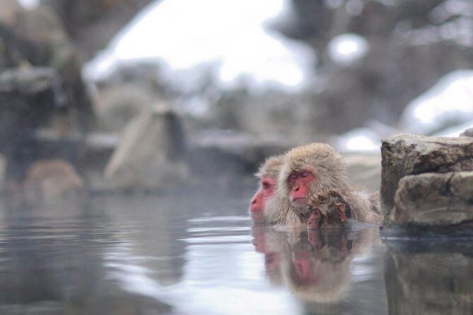 3-Day Private Tokyo and Nagano: Snow Monkeys, Tsukiji Market and Bullet Train - Practical Considerations