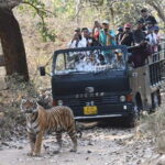 3 Day Ranthambore Wildlife Tiger Safari Tour from Delhi - Day 2: The Heart of the Jungle