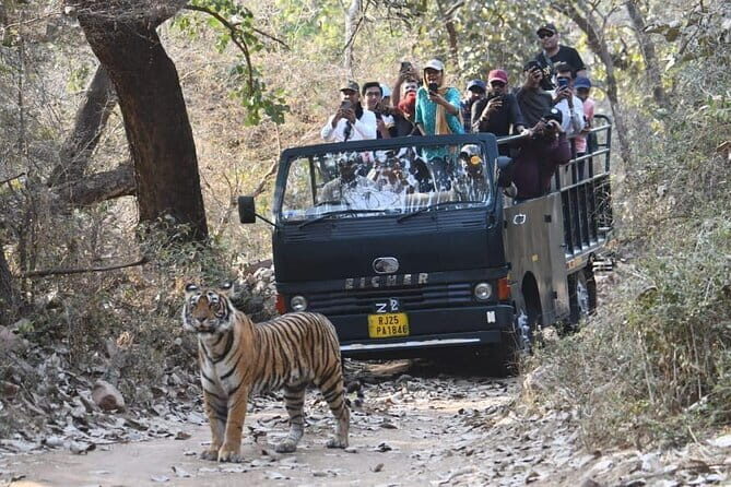 3 Day Ranthambore Wildlife Tiger Safari Tour from Delhi - Day 2: The Heart of the Jungle
