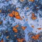 3 day Tour to Discover the Magic of Mexico & Monarch Butterflies - Final Thoughts