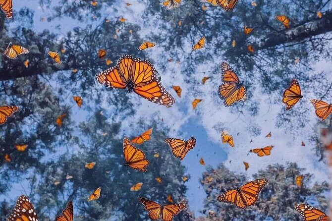 3 day Tour to Discover the Magic of Mexico & Monarch Butterflies - Final Thoughts