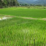 3 Days 2 Nights Bario Highlands Tour - Transportation & Logistics: What You Need to Know