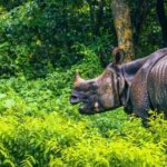 3 Days and 2 Nights Chitwan National Park Safari Tour in Pokhara - What You Will Love About This Tour