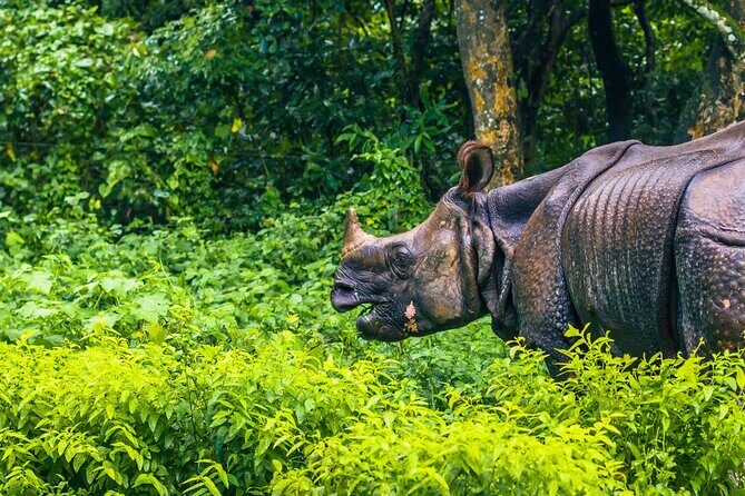 3 Days and 2 Nights Chitwan National Park Safari Tour in Pokhara - What You Will Love About This Tour