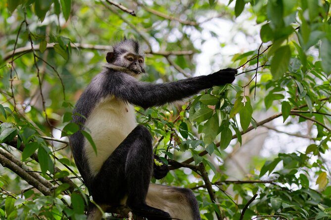 3 Days Bukit Lawang Tour (Happy Jungle) - What Makes This Tour Stand Out