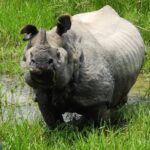 3 Days Chitwan Jungle Safari - Itinerary Breakdown: What to Expect Day-by-Day