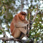 3 Days Deluxe Cabin Houseboat Orangutan Tanjung Puting - Practical Details and Value