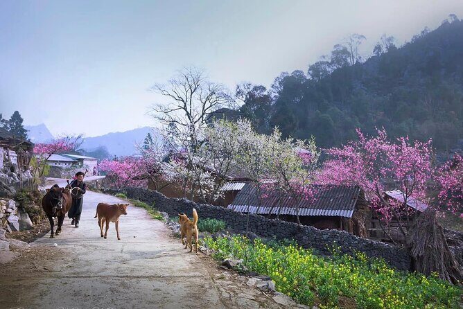 3 Days Ha Giang Loop Tour From Sapa & return to Hanoi City - Highlighted Stages of the Journey