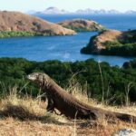 3 Days Komodo island Tour - Day 2: Iconic Sights and Wildlife Encounters