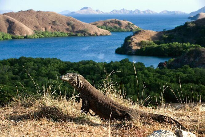 3 Days Komodo island Tour - Day 2: Iconic Sights and Wildlife Encounters