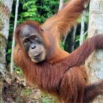 3 days Medan Orangutan Bukit Lawang - Exploring the Itinerary in Detail