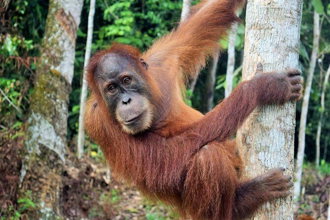 3 days Medan Orangutan Bukit Lawang - Exploring the Itinerary in Detail