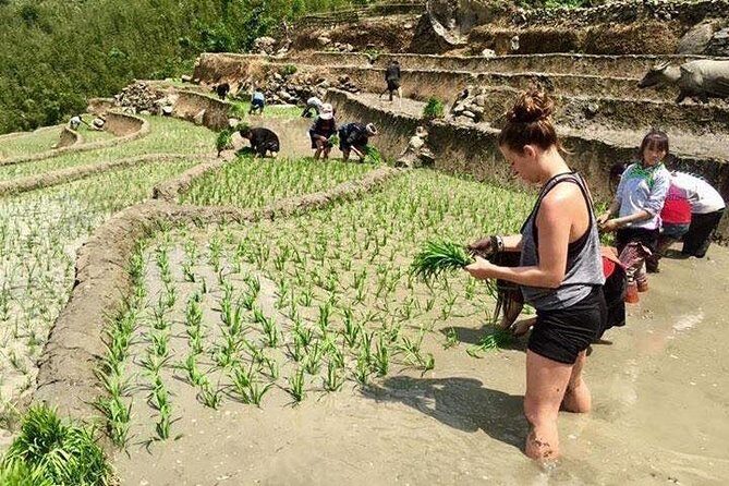 3 Days SAPA Real Experience at Local People House - Day Three: Sunrise, Sapa Town, and Return Journey