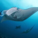 3 Epic Dives in Nusa Penida - Certified Divers' Day Trip - What You Can Expect During the Day