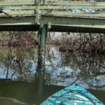 3 hour E.G. Simmons Park Mangrove Tunnel Tour - The Sum Up