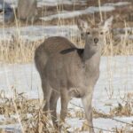 3 hours Snowshoe hike to "Furepe fall" and Wildlife Watching - What to Expect During the Hike
