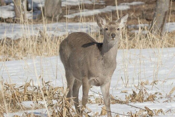 3 hours Snowshoe hike to "Furepe fall" and Wildlife Watching - What to Expect During the Hike