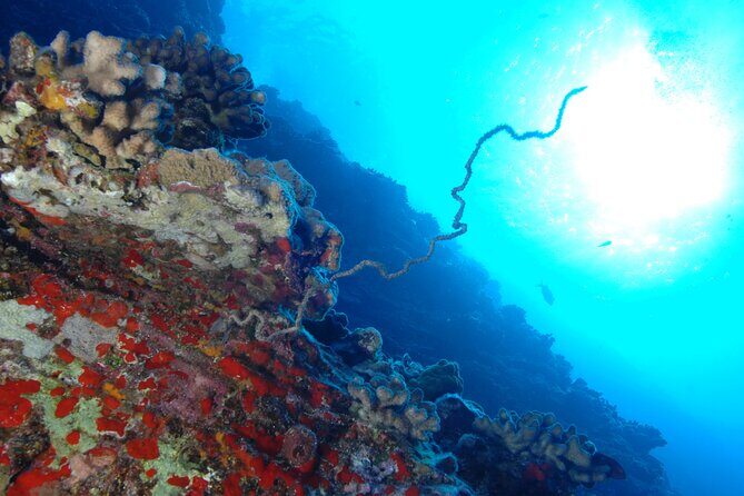 3-Tank Dive Featuring the Molokini Crater - Introduction to the Experience