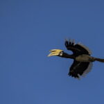 3D2N Kinabatangan River Cruise - Why this tour is worth considering