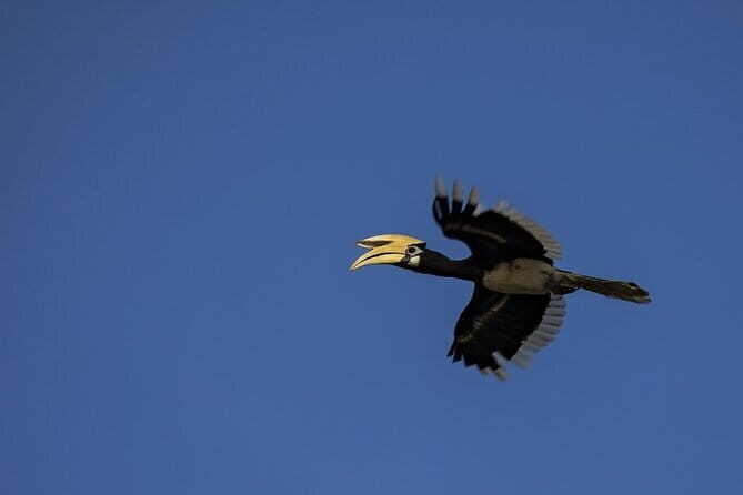 3D2N Kinabatangan River Cruise - Why this tour is worth considering