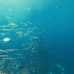 3DAYS AND 2NIGHTS SNORKEL ISLANDS HOPPING EXPEDITION - Itinerary Breakdown: What to Expect Over Three Days