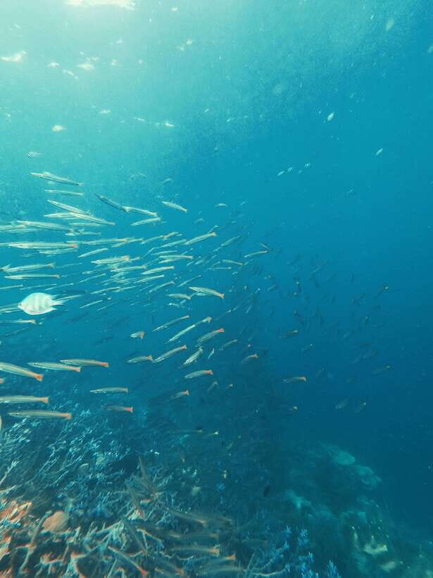 3DAYS AND 2NIGHTS SNORKEL ISLANDS HOPPING EXPEDITION - Itinerary Breakdown: What to Expect Over Three Days