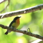 3hours Primeval Forest and Stunning Views of Cliff Trekking Tour - What to Expect on the Tour