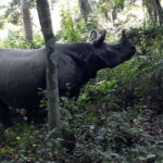 4-Day Chitwan Jungle Safari with Tower Night stay Tour - Day 1: From City to Jungle