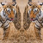 4 Day Golden Triangle with Ranthambore Tiger Safari from Delhi - What Travelers Say