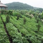 4-Day Hangzhou Private Tour: West Lake and Longjing Tea Plantation - Day 2: West Lake by Foot and Boat, Qinghefang Ancient Street