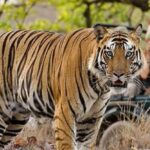 4-Day Private Delhi, Agra & Jaipur with Ranthambore Tiger Safari - A Detailed Look at the Tour