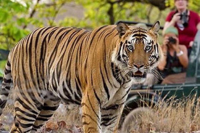 4-Day Private Delhi, Agra & Jaipur with Ranthambore Tiger Safari - A Detailed Look at the Tour