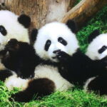 4-Day Private Tour: Xi'an, Chengdu, and Beijing from Shanghai - Who Should Consider This Tour?