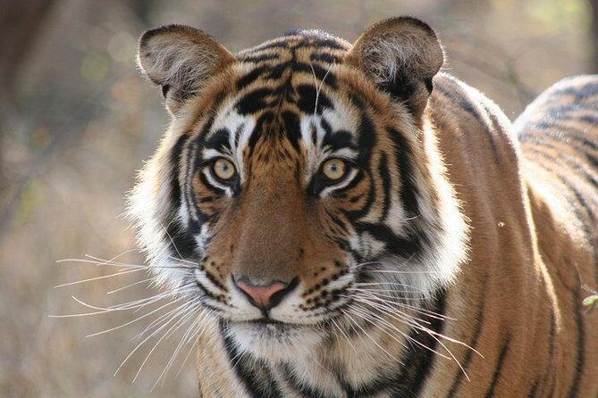 4-Day Ranthambore Tiger Safari Tour to Agra and Jaipur from Delhi - Why This Tour Offers Great Value