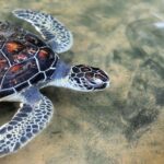 4-Day Sri Lanka Coast Tour - Pricing & Value